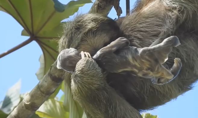 Viral Video: Mother Sloth Gives Birth On Top Of A Tree, Baby Hangs By ...