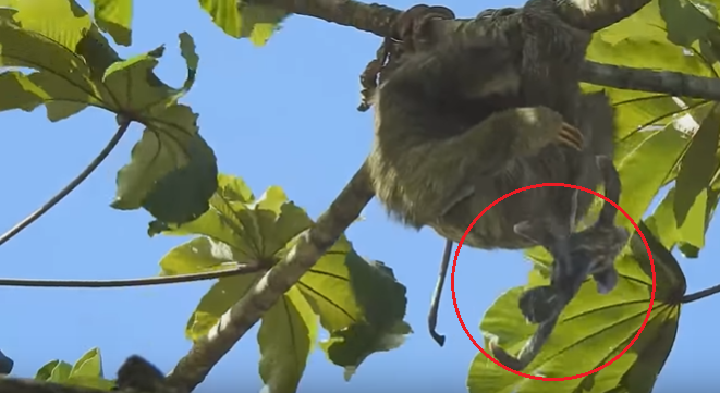 Viral Video: Mother Sloth Gives Birth On Top Of A Tree, Baby Hangs By ...