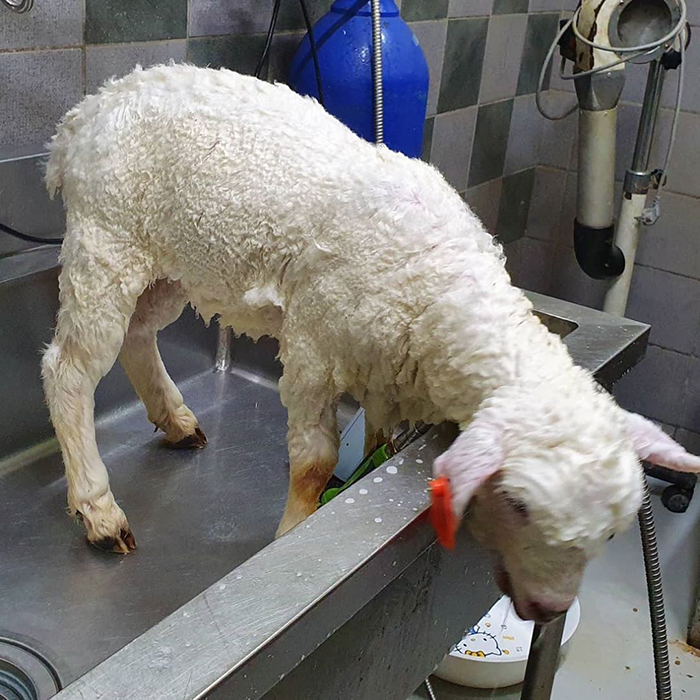 This Sheep Cafe In Korea Shared Pictures Of A Sheep Taking A Bath And ...
