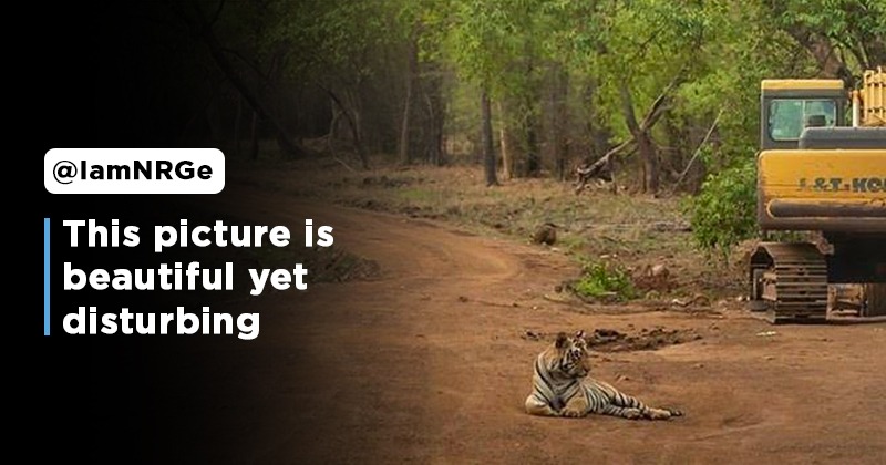 Picture Of A Tiger Surrounded By Bulldozers Shows How Brutally We're ...
