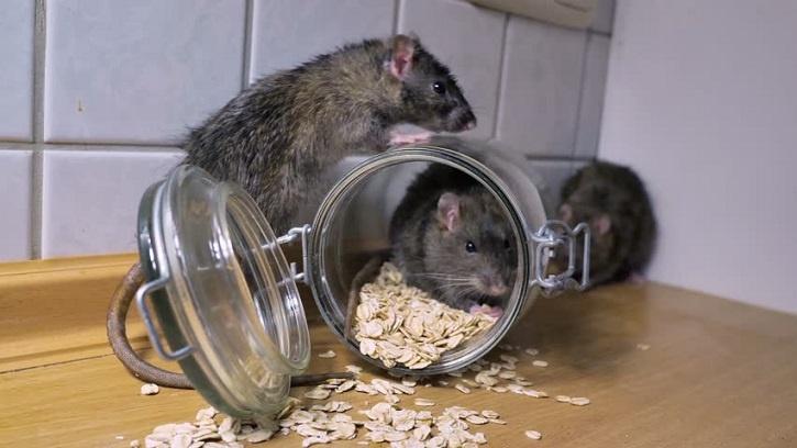 Rats To Turn More Aggressive Post Lockdown, Says Center For Disease ...