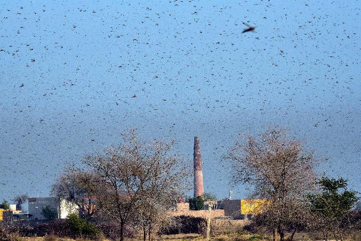 The Worst Locust Invasion In Three Decades Is More Bad News For India's ...