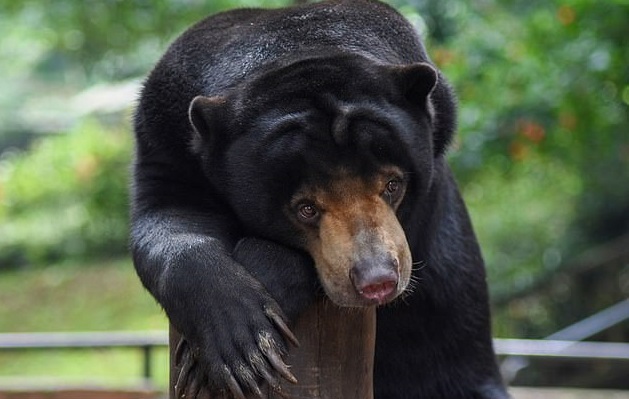 Thousands Of Animals Face Starvation As Zoos Run Out Of Food And Money ...