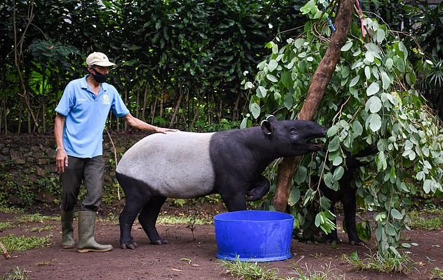 Thousands Of Animals Face Starvation As Zoos Run Out Of Food And Money ...