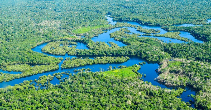Indigenous Group In Brazil Wins Case Over Illegal Tree Logging After ...