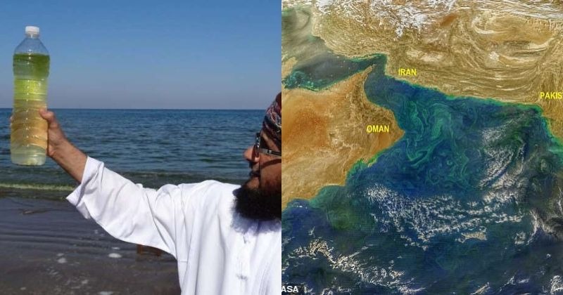 Shrinking Snow Caps In Himalayas Causes Spread Of Toxic Glowing Algae ...