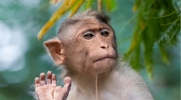 Animals Know Importance Of Social Distancing In Stopping Disease, Says ...