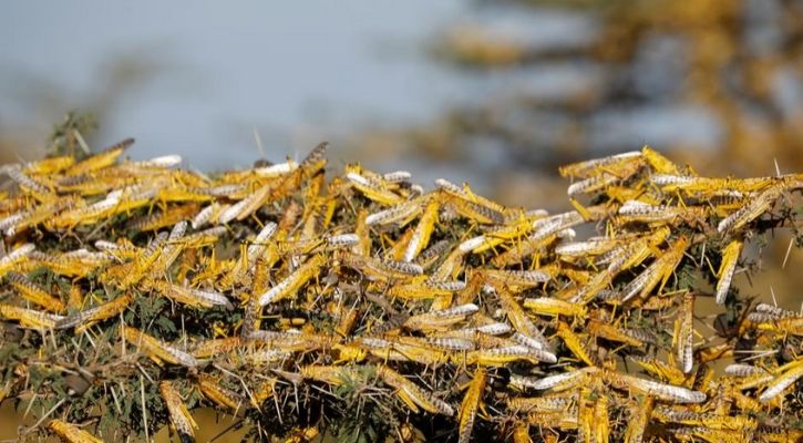 What Are Locusts: Everything You Need To Know About The Locust Plague ...