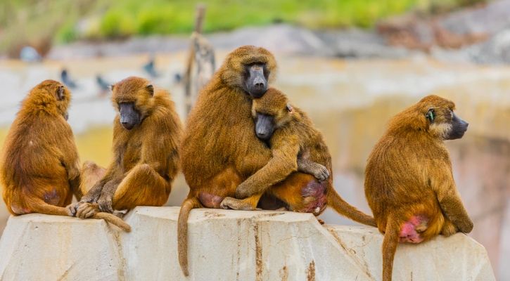 Animals Know Importance Of Social Distancing In Stopping Disease, Says ...