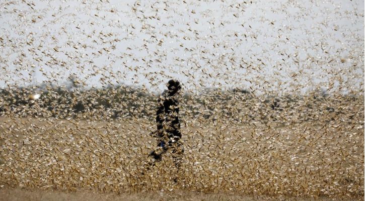 What Are Locusts: Everything You Need To Know About The Locust Plague ...