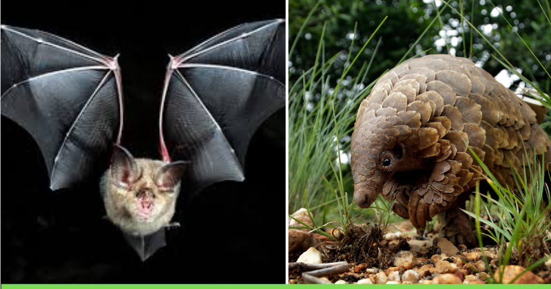 चमगादड़ से आया और पैंगोलिन के ज़रिये इंसानों में फैला, क्या ये थ्योरी ...