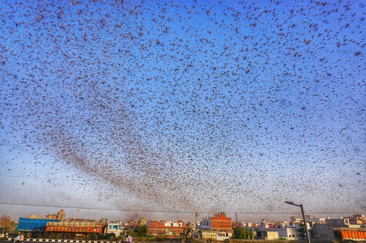 As Delhi Braces For Locust Swarm Attack, Government Issues Advisory To ...