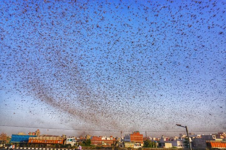 Controlling Locust Swarms: How Nations Around The World Fight Locust ...