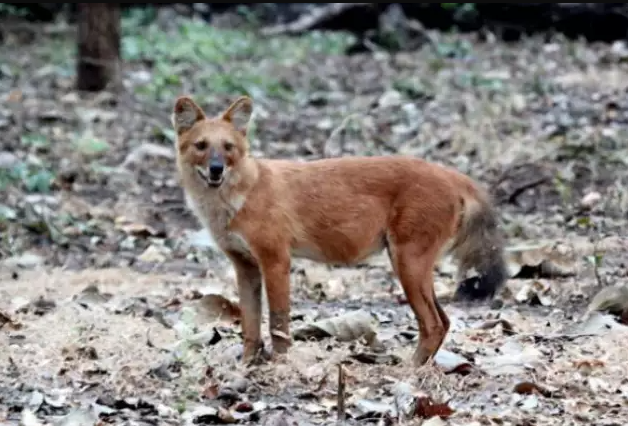 For The First Time In 50 Years, Rare Whistling Dogs AKA 'Dhole' Spotted ...