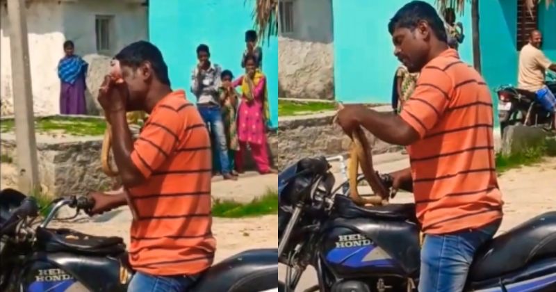 Karnataka: Drunk Man Bites Off Chunks Of Venomous Viper, Shouts 'How ...