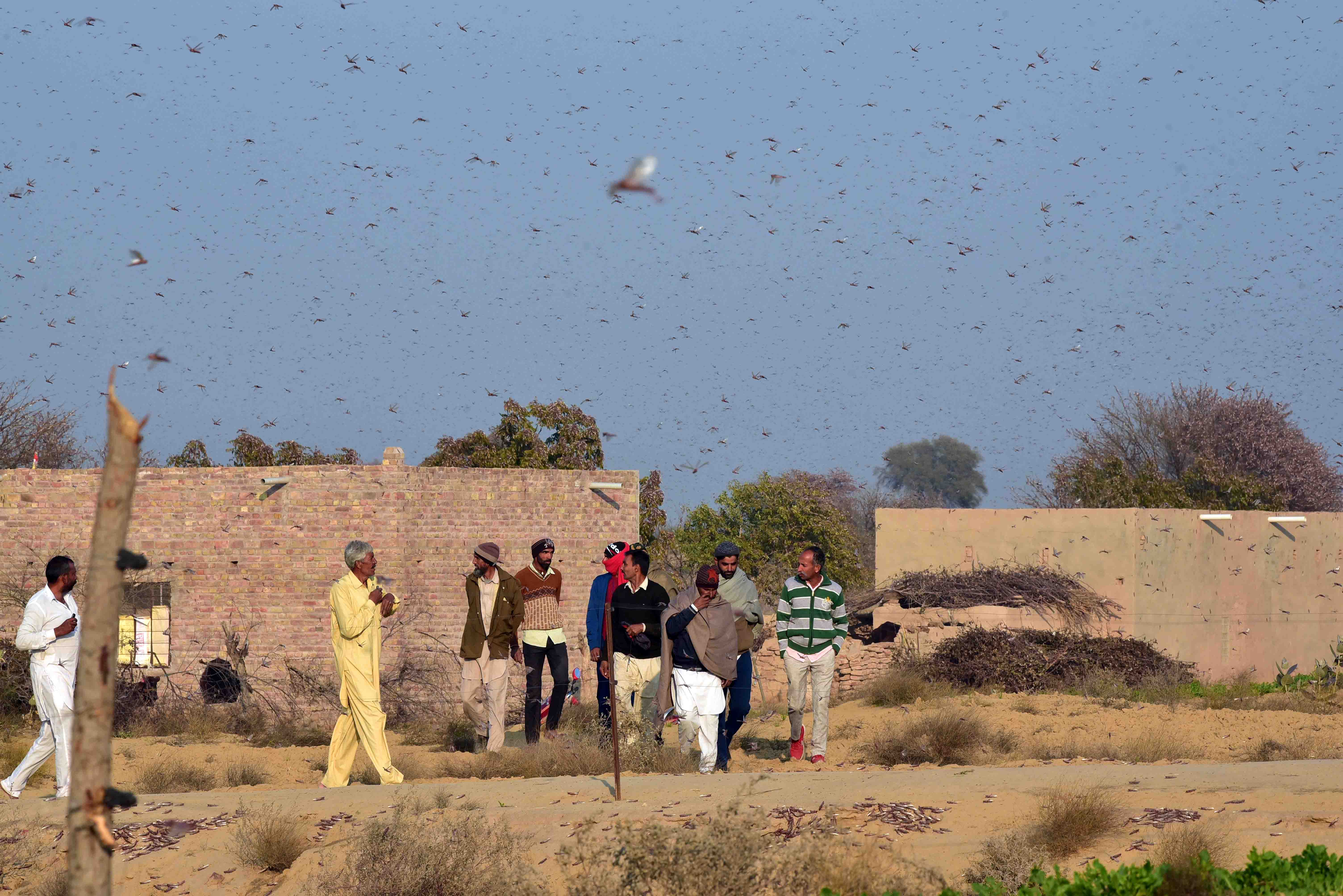 After COVID-19, Cyclone Amphan, India Faces Another Disaster - Locusts ...