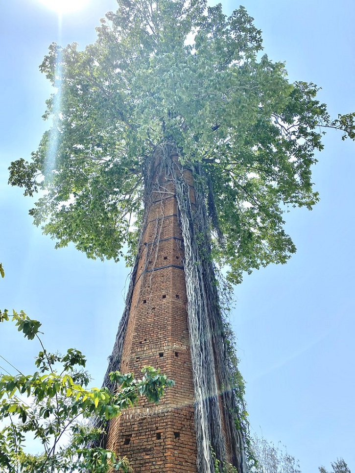 Nature At Its Best: This Tall And Beautiful Banyan Tree Has Unusually ...