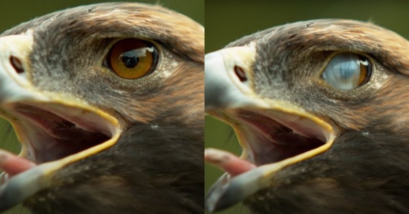 Viral Slow-Motion Video Captures Eagle Mid-Blink