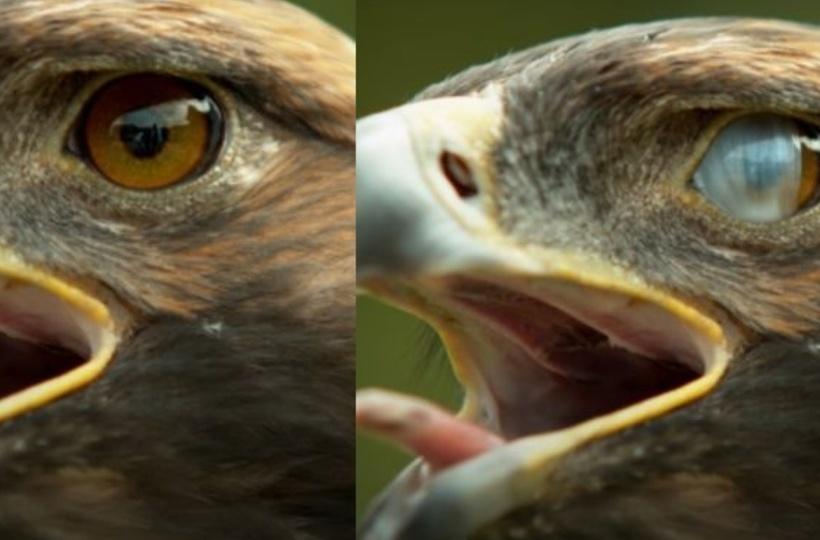 Golden Eagle Eyes