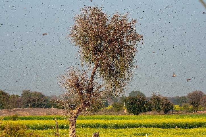 The Worst Locust Invasion In Three Decades Is More Bad News For India's ...