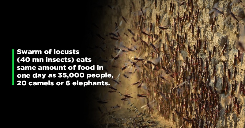 The Worst Locust Invasion In Three Decades Is More Bad News For India's ...