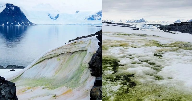 Climate Change Is Now Turning Antarctic Ice Into Shades Of Green ...