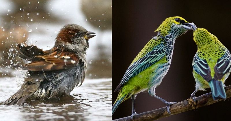 Climate Change Is Affecting Where Birds Breed And Their Population ...