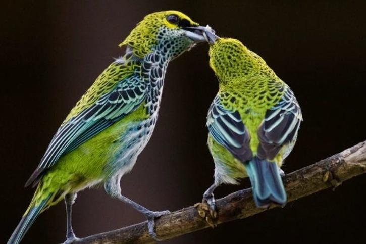 Climate Change Is Affecting Where Birds Breed And Their Population ...