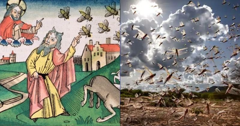 Locusts A Bad Omen? Passages From The Bible & The Quran Go Viral After ...