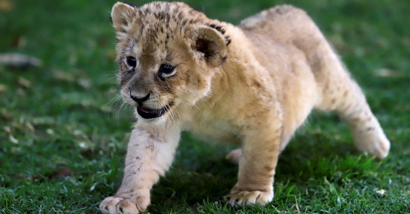 New Study On Their Evolution Aims To Better Conserve 20,000 Lions ...