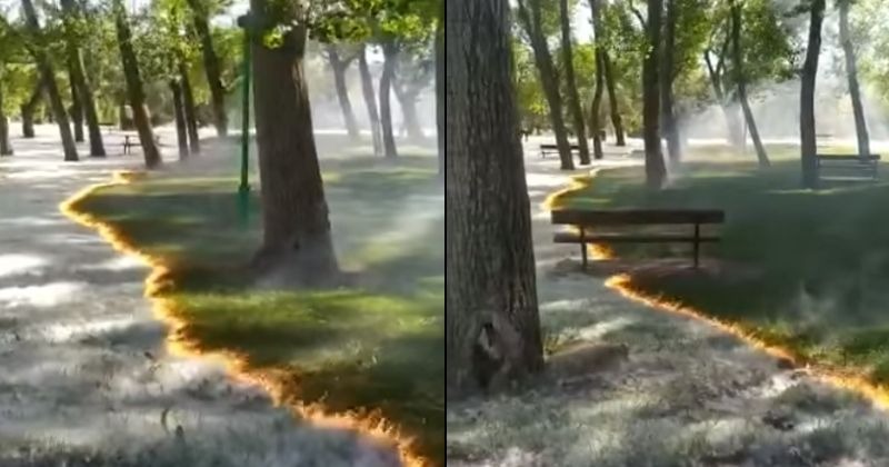 Surreal Footage Shows Planned Fire Gently Sweeping Through Park ...