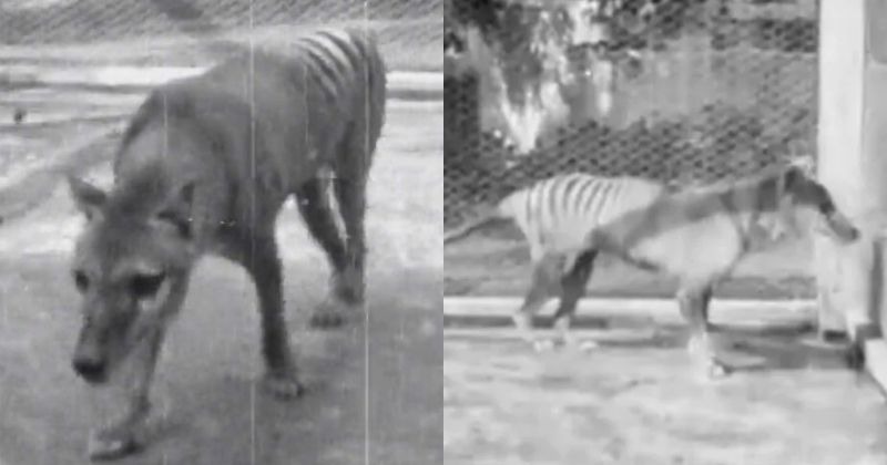 Viral Video: Last Known Footage Of Extinct Tasmanian Tiger