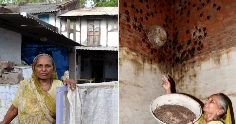 पिछले 20 साल से चमगादड़ों के साथ रहती हैं Bat Lady शांताबेन, इनके घर ...