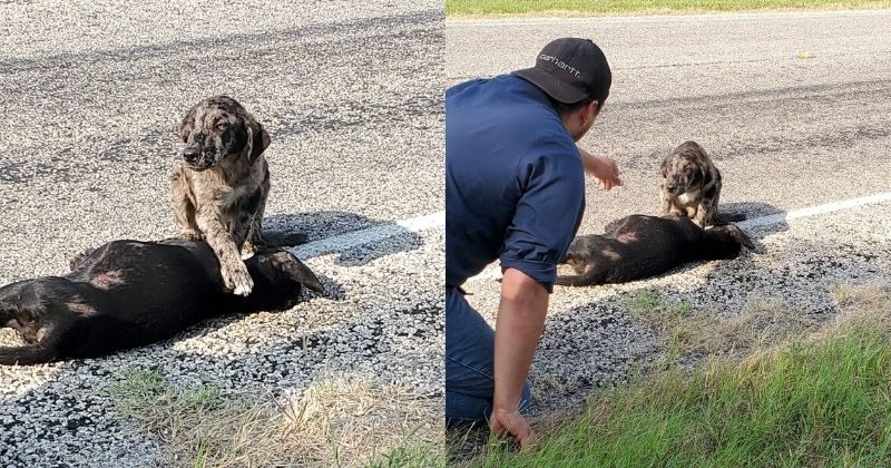 Heartbreaking Picture Shows Grieving Dog Guarding Sibling’s Dead Body ...
