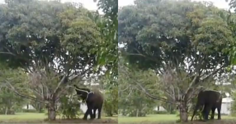 Video: Elephant Shakes A Mango Tree To Have A Sweet Treat & It's Quite ...