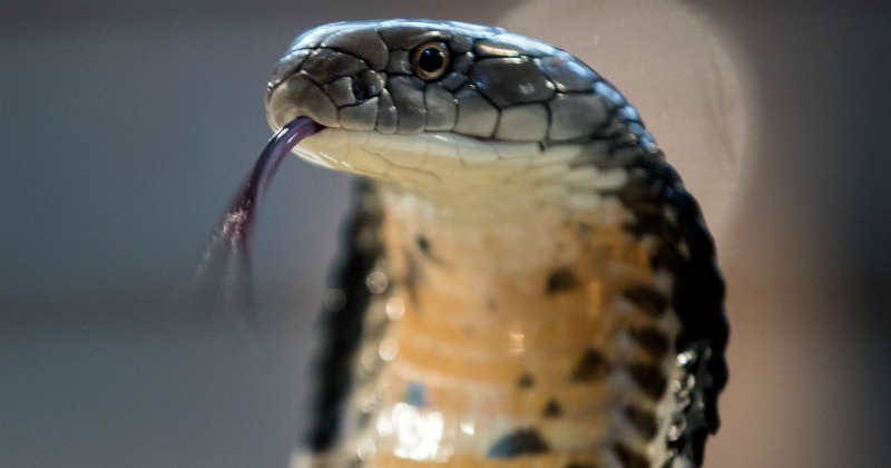 Upset Over Earnings After Performance, Snake Charmers Release Snakes In ...