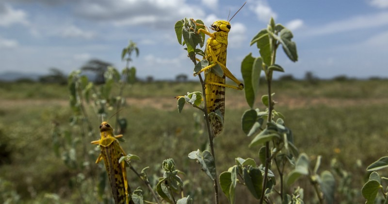 After COVID-19, Cyclone Amphan, India Faces Another Disaster - Locusts ...