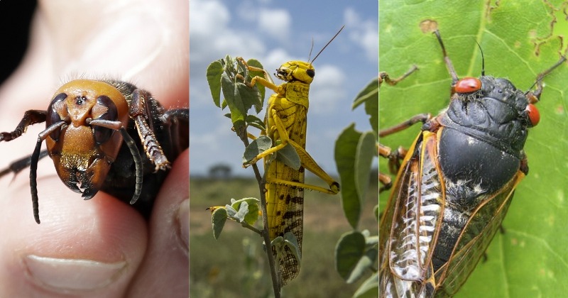 Not Just COVID-19, This Could Be Year Of The Insects - Murder Hornets ...
