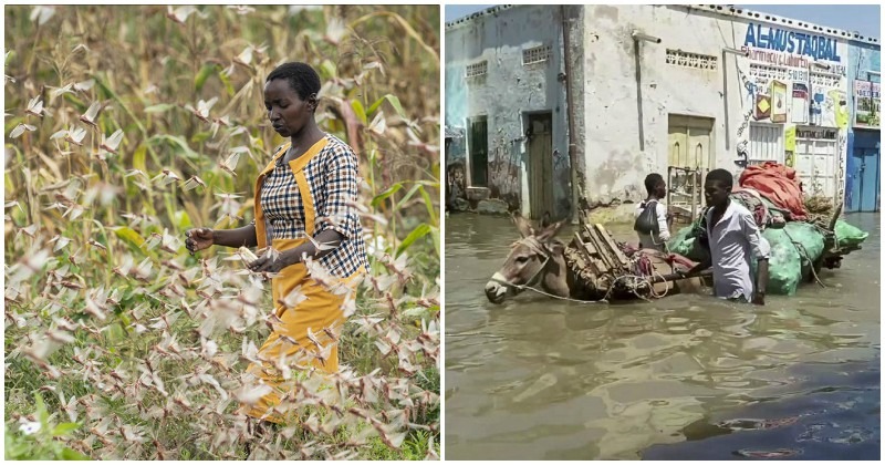 Not Only Covid-19, Africa Battles Floods And An Impending Locust Attack ...