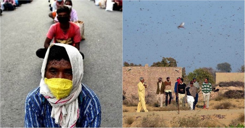 Rise In Cases Due To Ease Of Restrictions, Locust Attack In North India ...