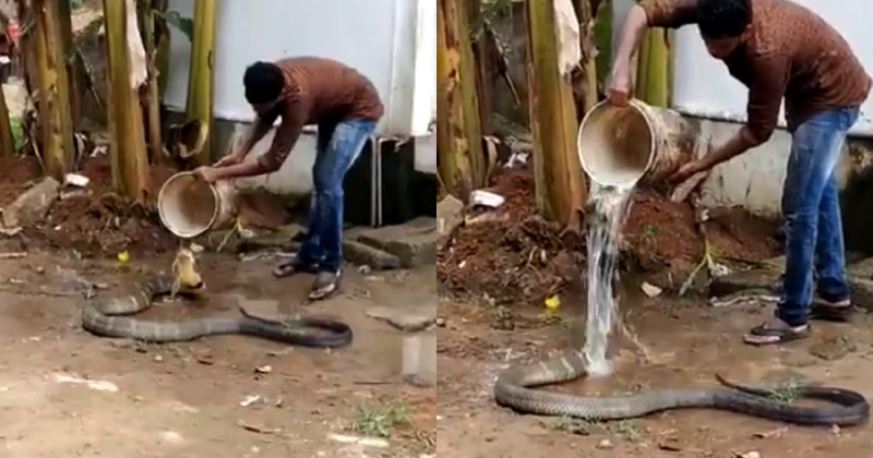 Video: This Man Giving A Bath To A King Cobra Like It's No Big Deal, Will Give You Goosebumps