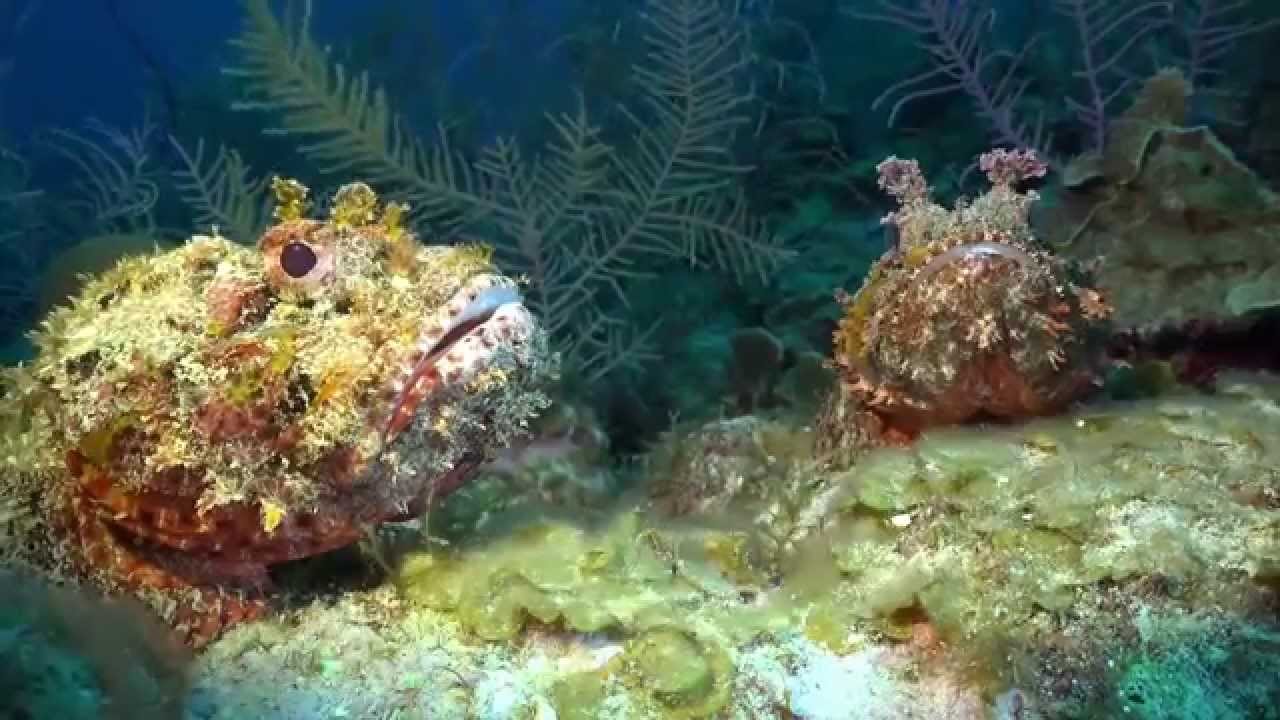 Scientists Discover Rare Bandtail Scorpionfish Off Sethukarai In Gulf ...