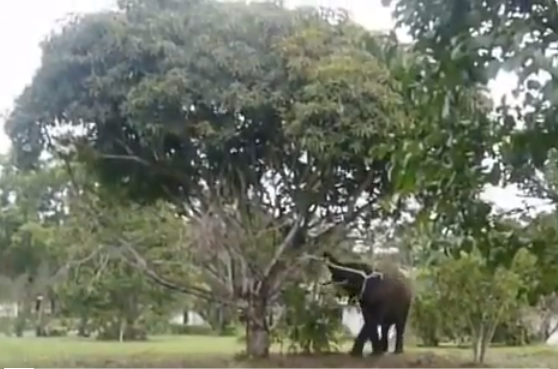 Video: Elephant Shakes A Mango Tree To Have A Sweet Treat & It's Quite ...