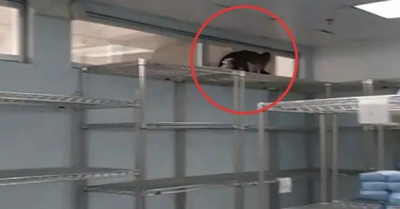 Viral Video: Monkey In Operating Room Not Snake