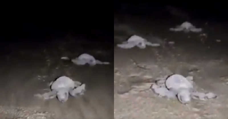 After Appearing In Odisha, Olive Ridley Turtle Hatchlings Emerge From ...