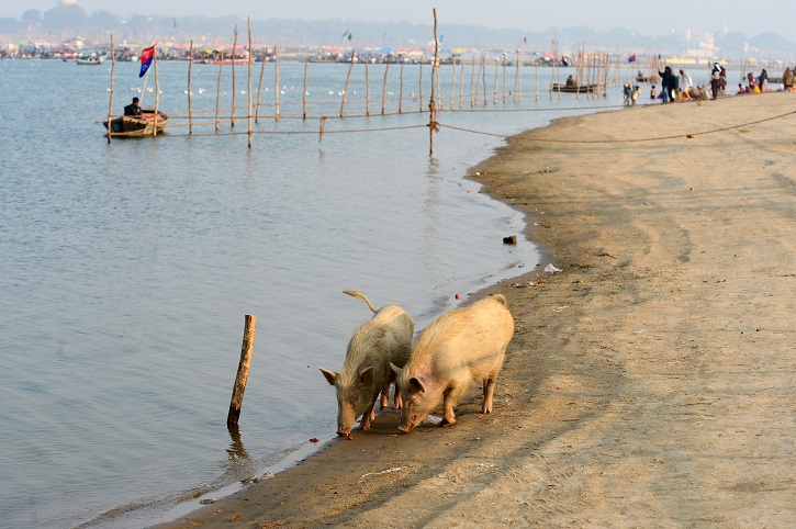 African Swine Flu Has Killed Over 15,000 Pigs In Assam, State Plans To ...