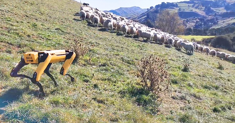 Video: Robot Dog Manages Flock Of Sheep & People Are Worried That AI ...