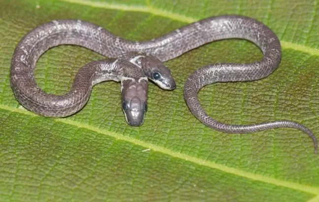 Rare Wolf Snake Discovered In Odisha Forest Has Two Fully Formed Heads