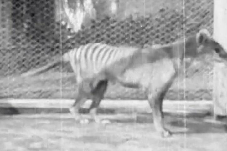 Viral Video: Last Known Footage Of Extinct Tasmanian Tiger