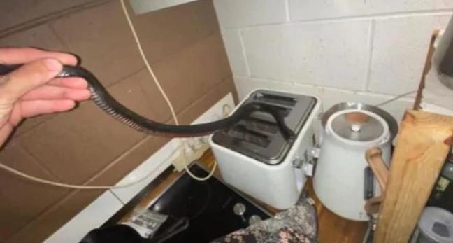 Woman Finds Snake In Kitchen While Making Breakfast